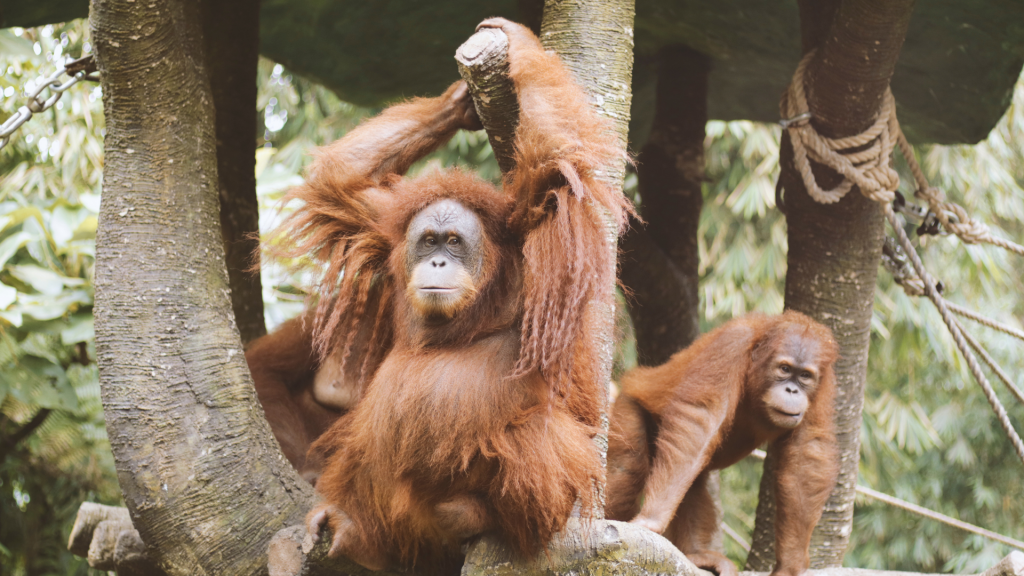 What Is The Importance Of Studying Zoology Digital Future Council